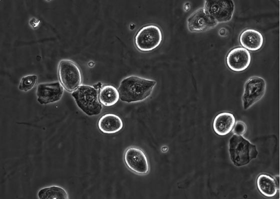 URISED 3 PRO, 77 ELECTRONICA, AUTO URINE SEDIMENT ANALYZER | SKROOLL